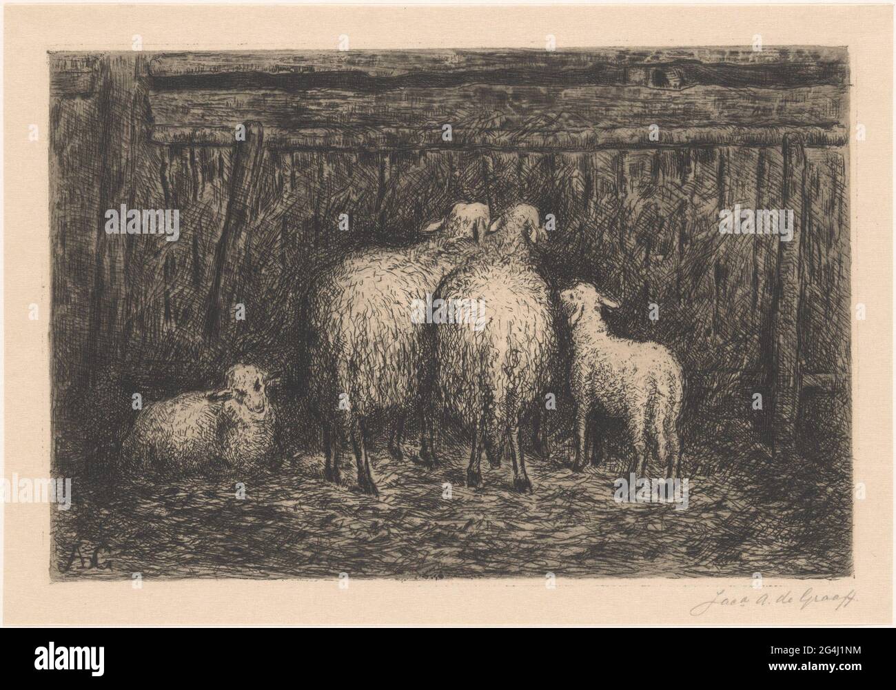 Sheep in a stable Stock Photo - Alamy