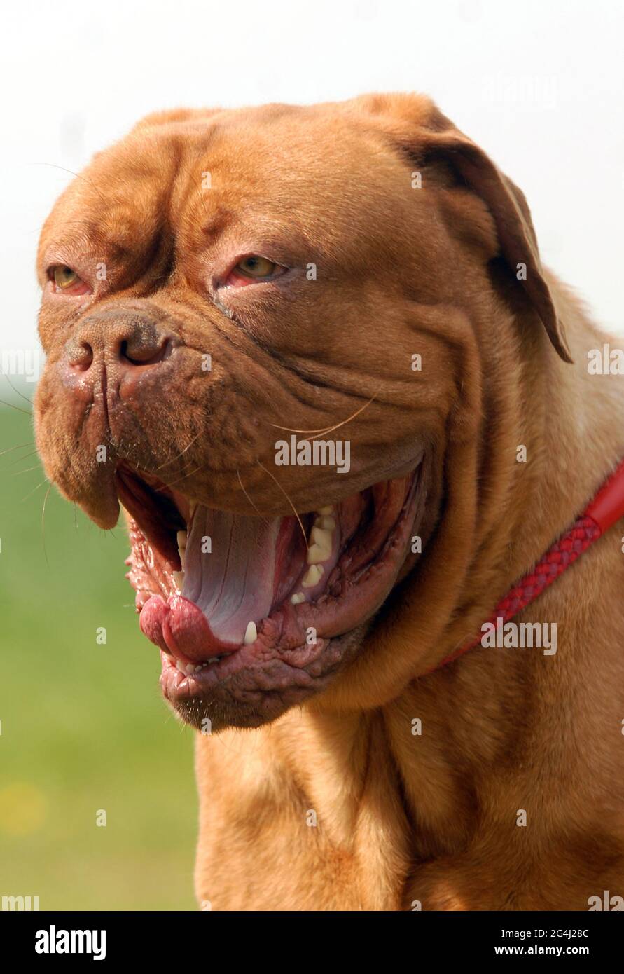 ANNABEL POTTLE OF THE ARDLEY RESCUE KENNELS IN OXFORDSHIRE HAS A REAL ...