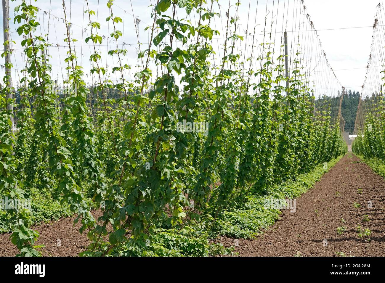 Hops growing on vines oregon hi-res stock photography and images - Alamy