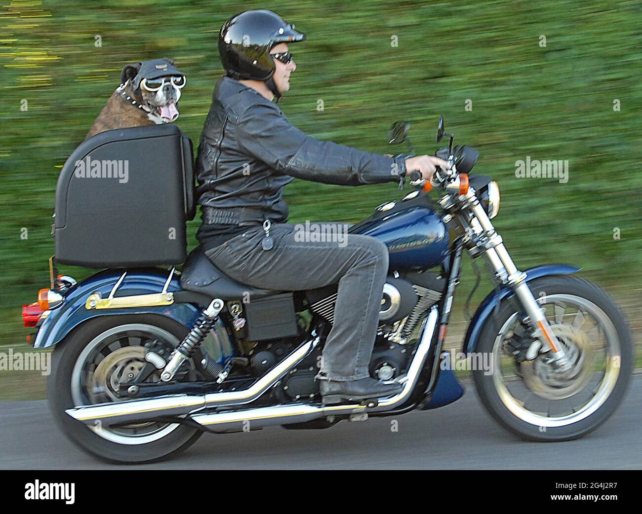 BOXER DOG SLOBBER TAKES TO THE ROAD FOR A SPIN ON THE BACK OF OWNER ...