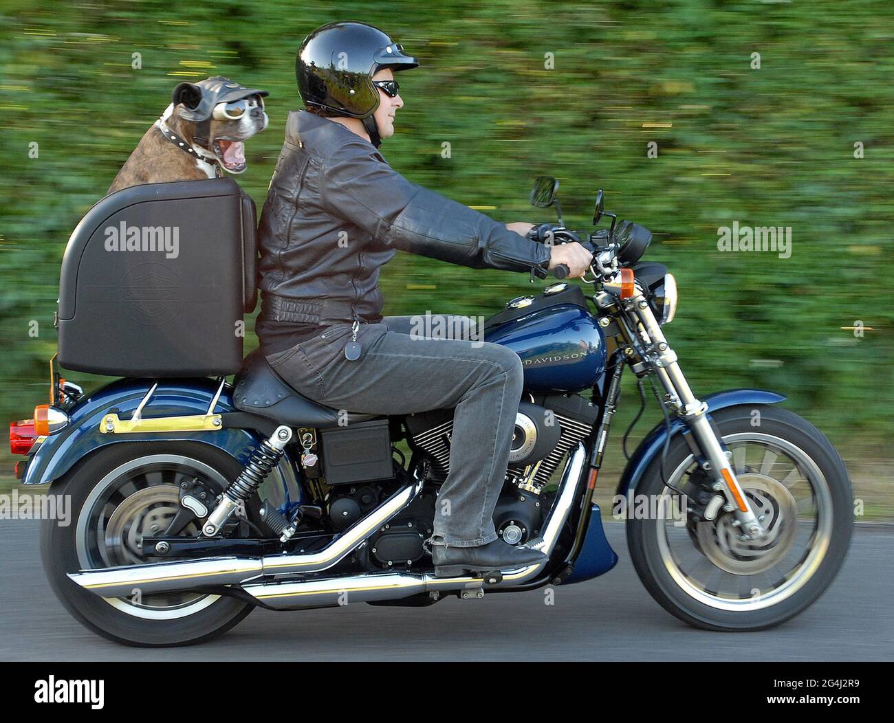 BOXER DOG SLOBBER TAKES TO THE ROAD FOR A SPIN ON THE BACK OF OWNER ...