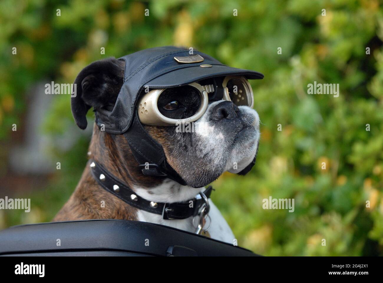 BOXER DOG SLOBBER TAKES TO THE ROAD FOR A SPIN ON THE BACK OF OWNER ...