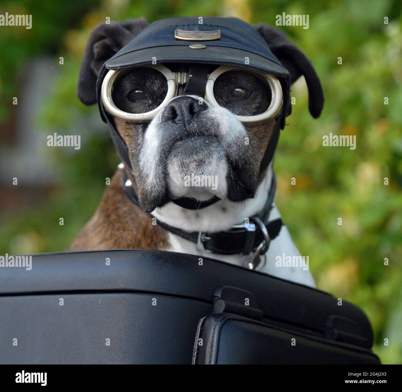 BOXER DOG SLOBBER TAKES TO THE ROAD FOR A SPIN ON THE BACK OF OWNER ...