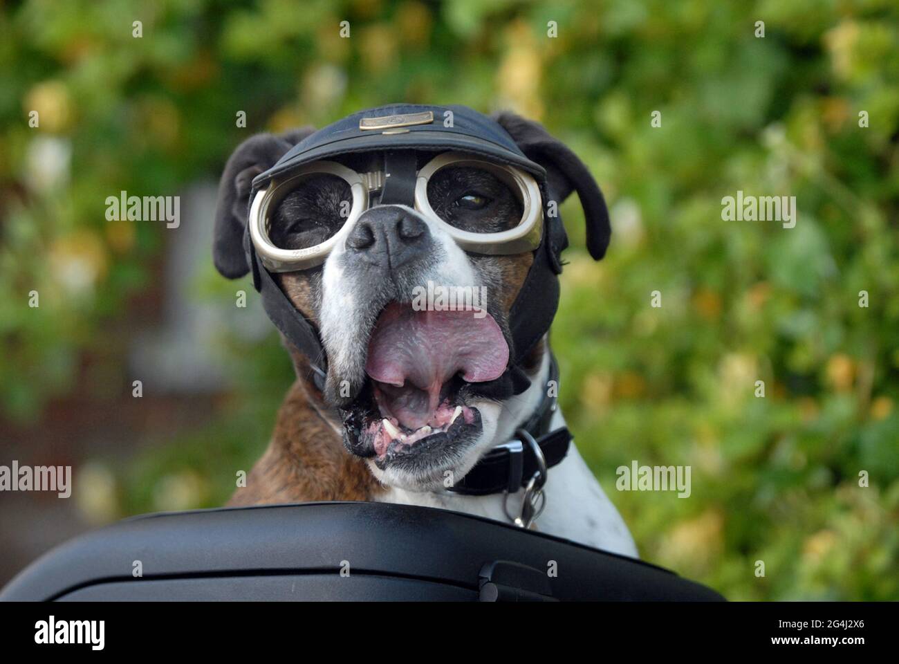 BOXER DOG SLOBBER TAKES TO THE ROAD FOR A SPIN ON THE BACK OF OWNER ...