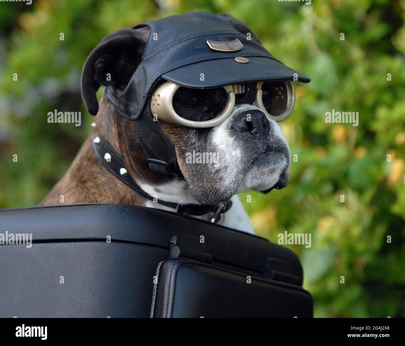 BOXER DOG SLOBBER TAKES TO THE ROAD FOR A SPIN ON THE BACK OF OWNER ...