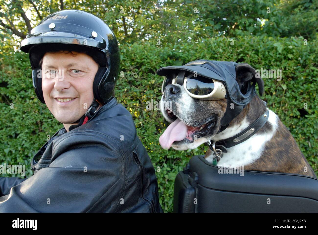 BOXER DOG SLOBBER TAKES TO THE ROAD FOR A SPIN ON THE BACK OF OWNER ...