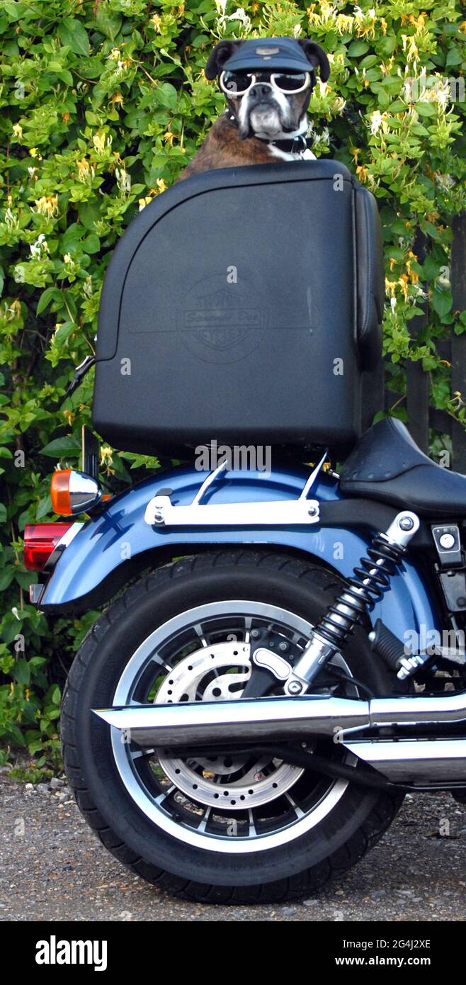 BOXER DOG SLOBBER TAKES TO THE ROAD FOR A SPIN ON THE BACK OF OWNER ...