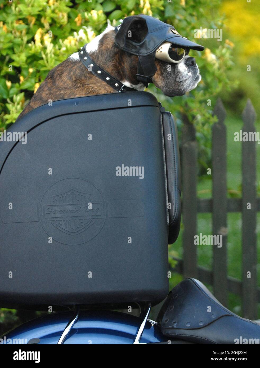 BOXER DOG SLOBBER TAKES TO THE ROAD FOR A SPIN ON THE BACK OF OWNER ...