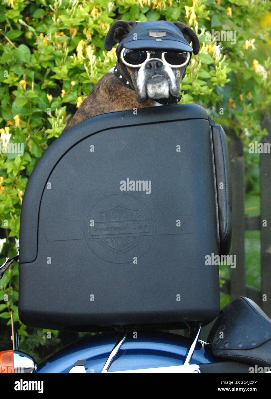 BOXER DOG SLOBBER TAKES TO THE ROAD FOR A SPIN ON THE BACK OF OWNER ...