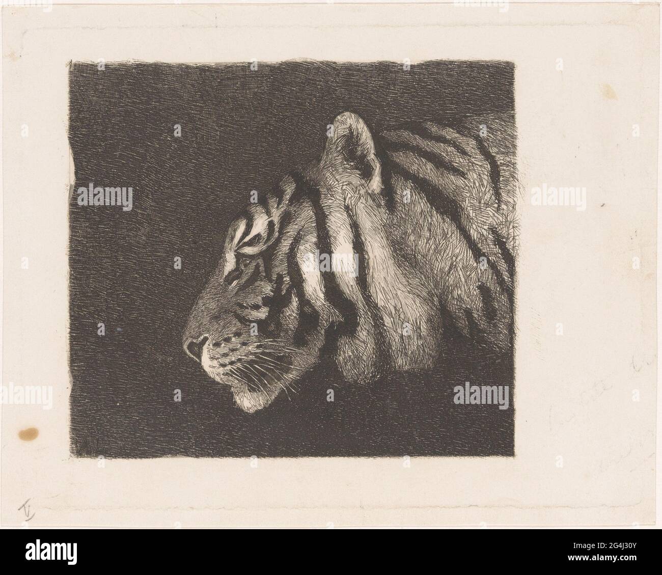 Tiger head Stock Photo - Alamy