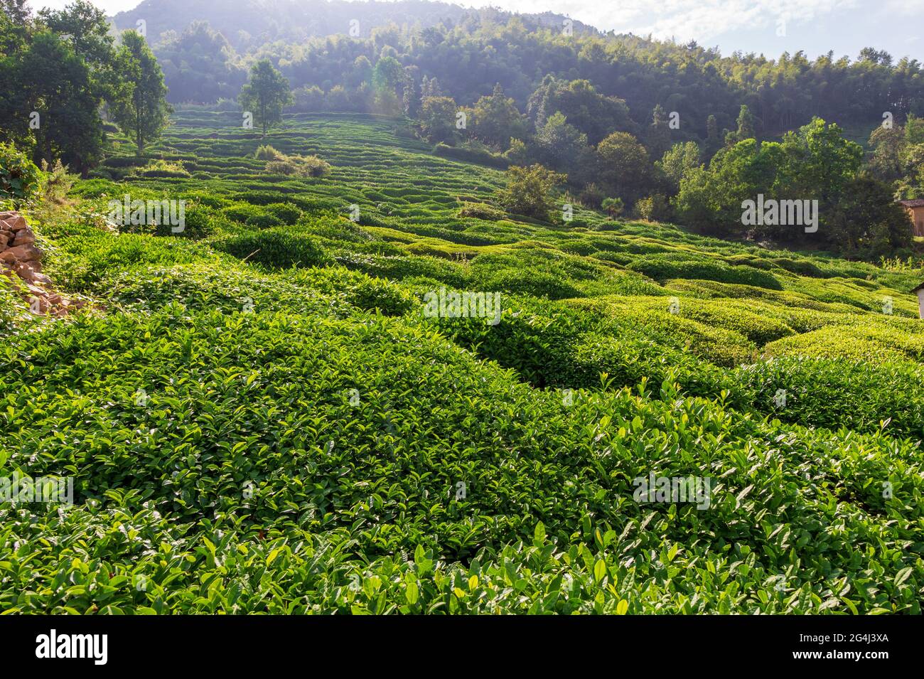 Tea hills in the sun in Anhui, China Stock Photo - Alamy