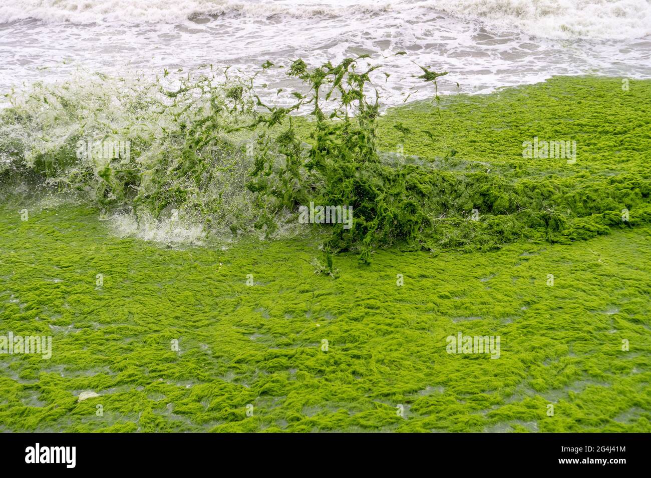 Algae china beach hi-res stock photography and images - Alamy
