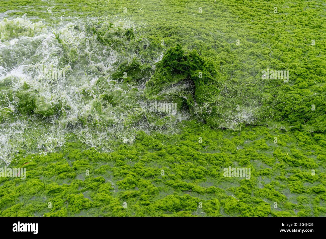 Algae qingdao hi-res stock photography and images - Alamy