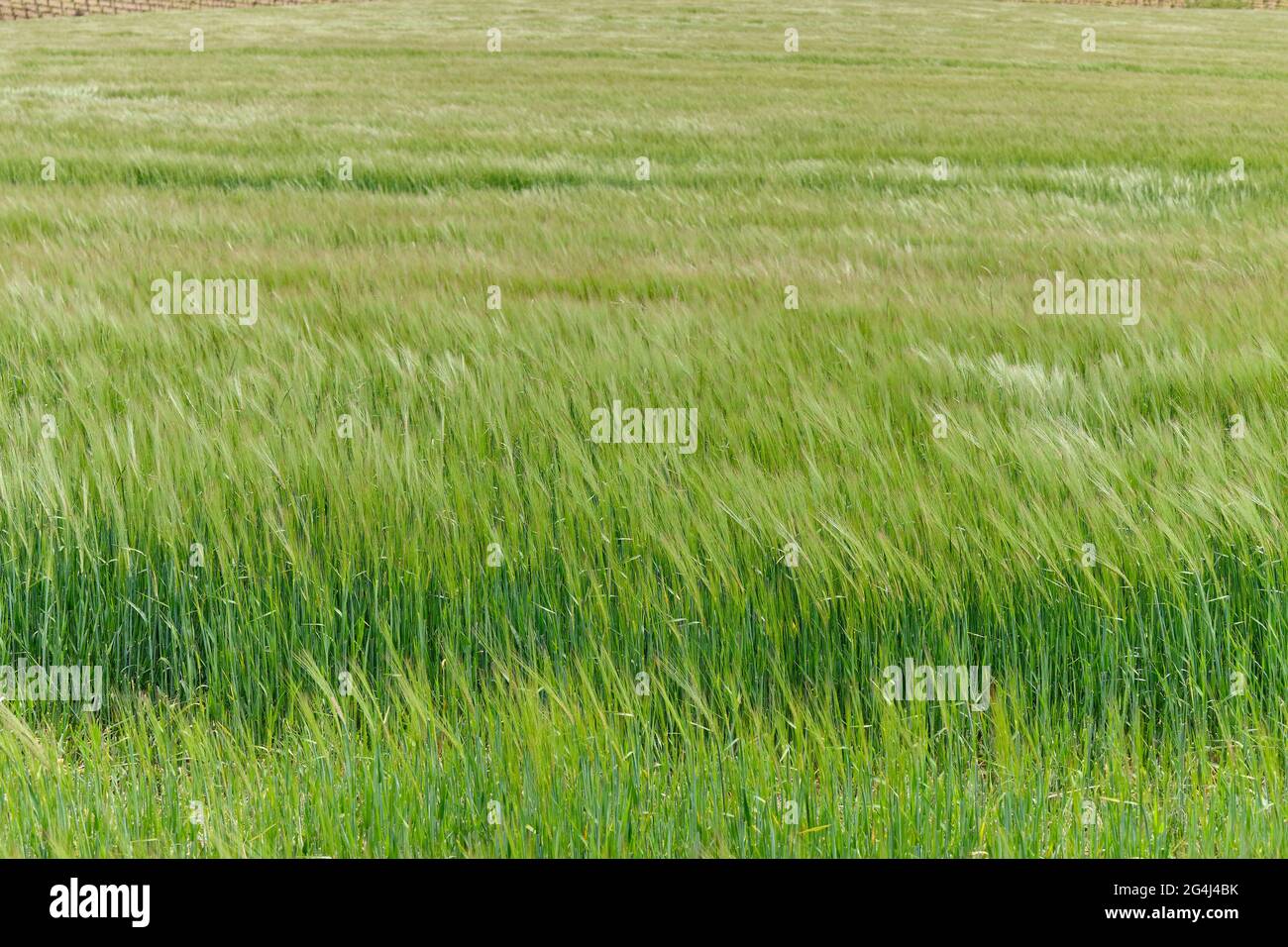 Scenic view of a wheat field in spring Stock Photo - Alamy
