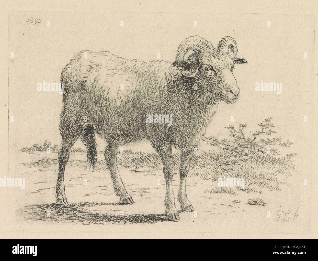 Standing ram. Standing ram, seen obliquely from aside, to the right ...