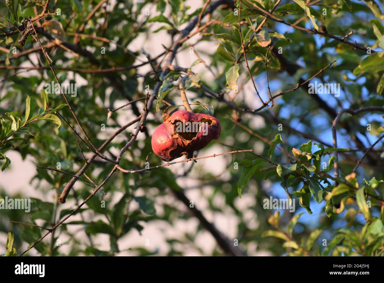 Mordida mordida hi-res stock photography and images - Alamy
