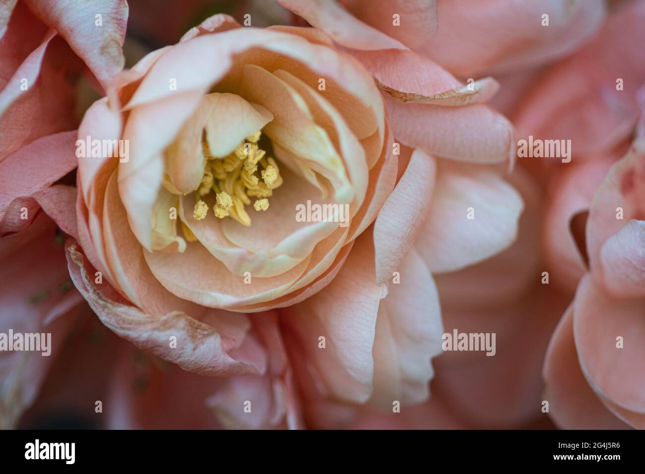 Blossom of decay hi-res stock photography and images - Alamy