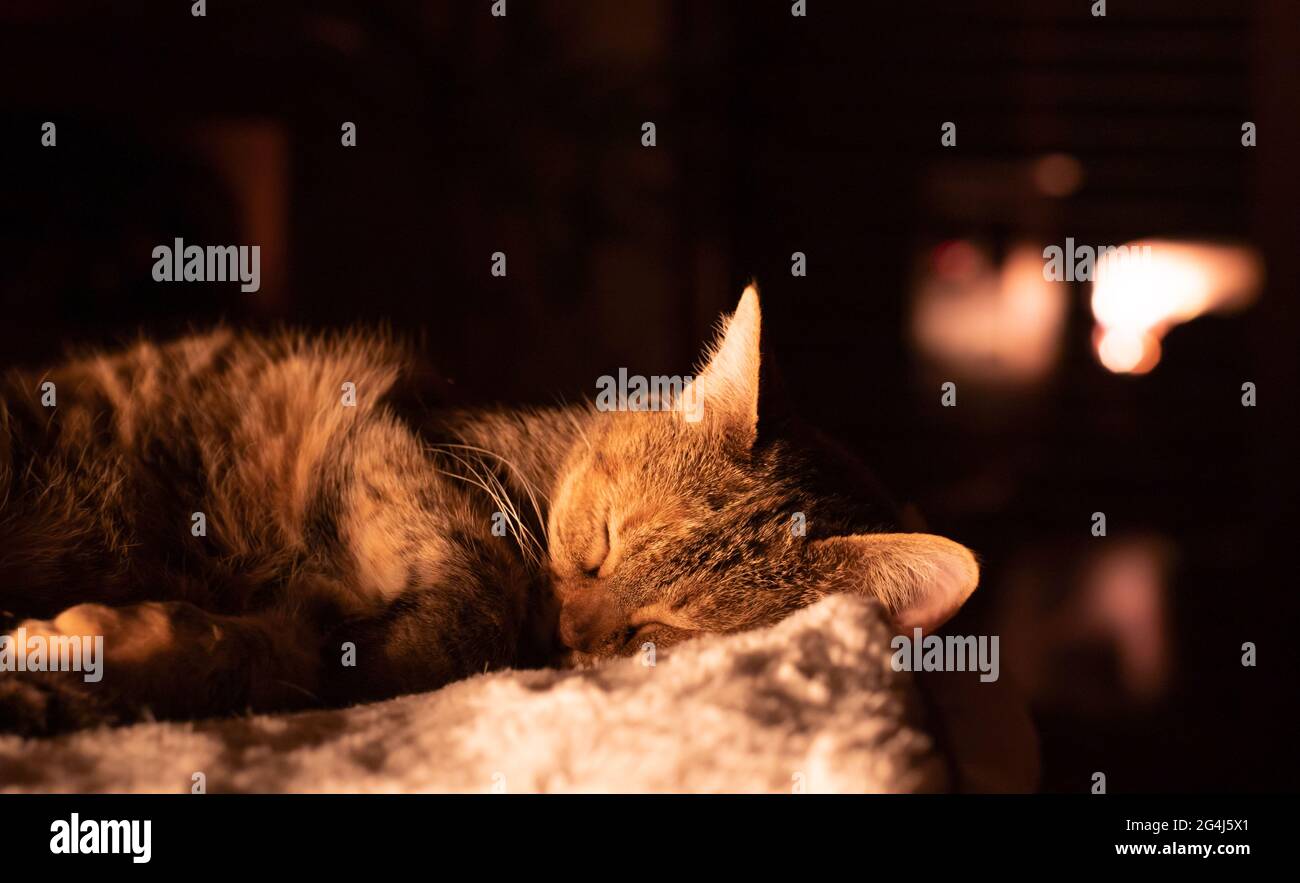 Adorable Cat Taking Nap Warmly Stock Photo - Alamy