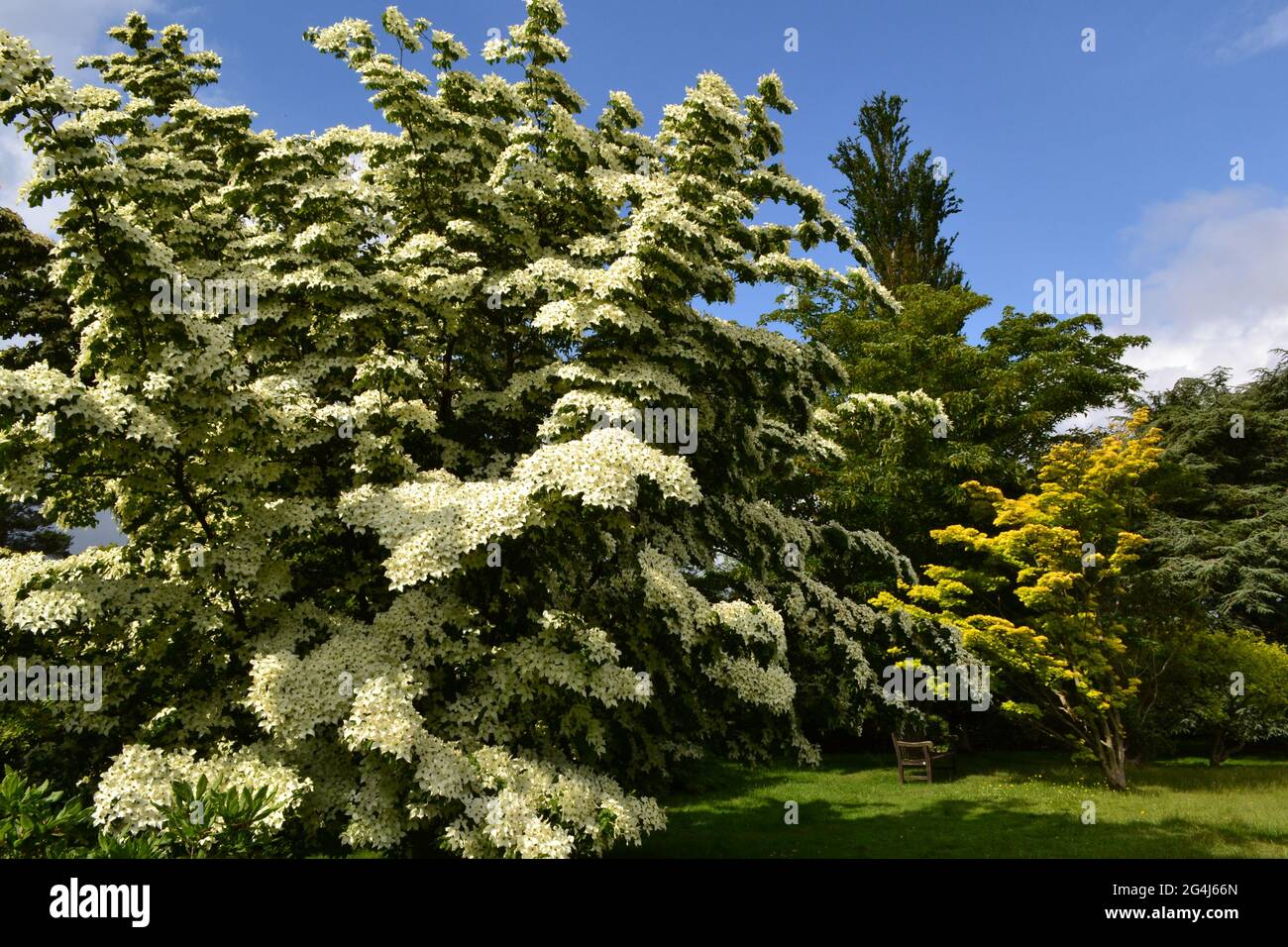 Cornus Kousa tree (Chinese Dogwood) at Emmetts Garden, near Ide Hill ...