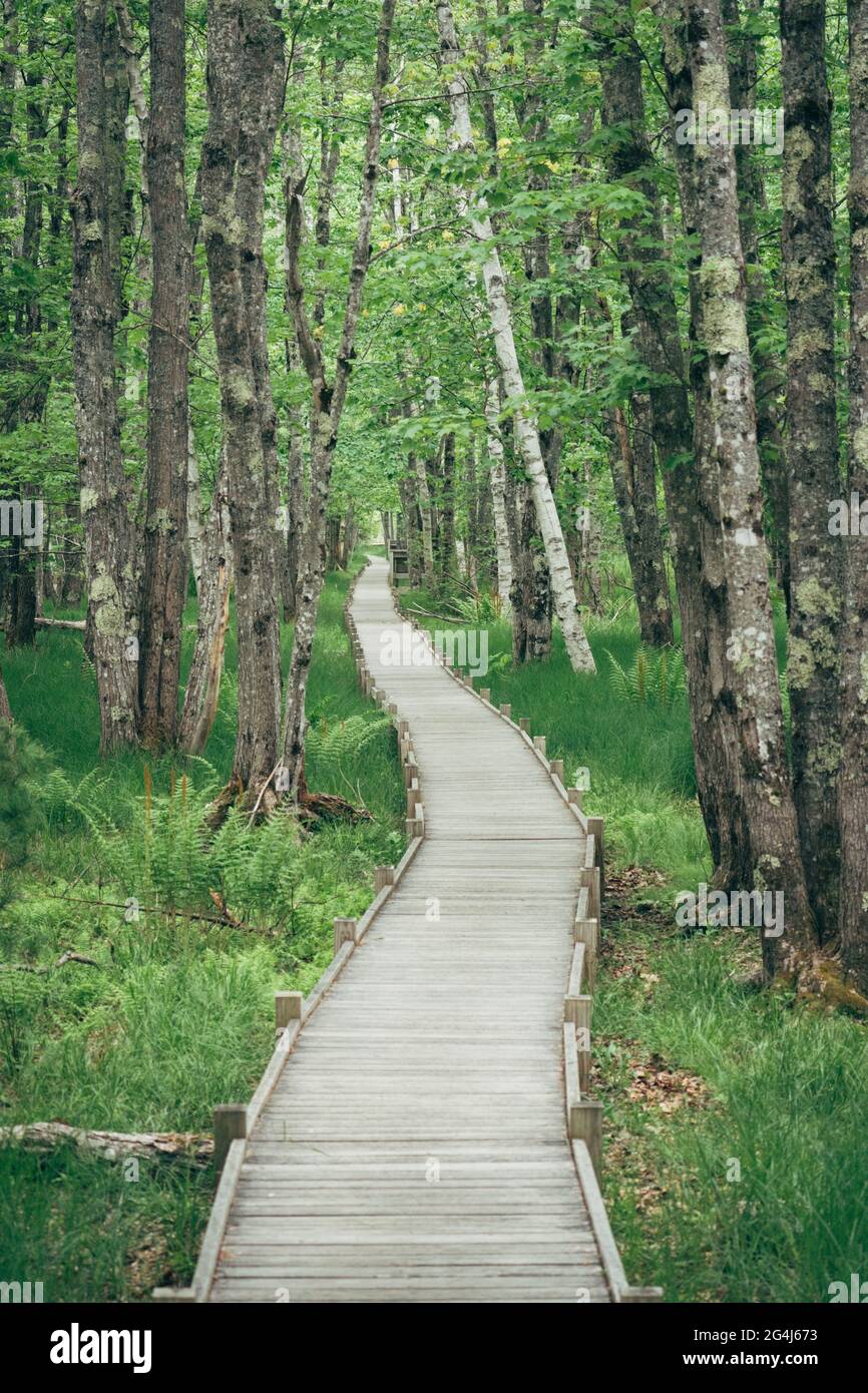 Peaceful winding path through the forest Stock Photo - Alamy