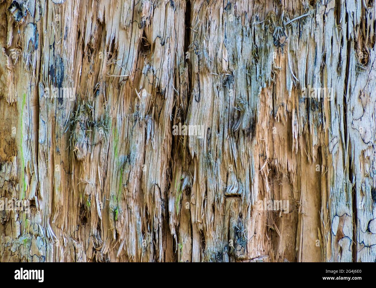Trunk of an old tree without bark. background and texture nature is ...