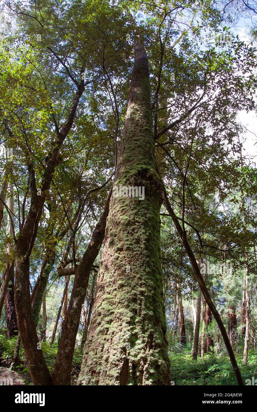 Mossy Redwood Tree, Twin Falls Circuit, Springbrook National Park Stock ...
