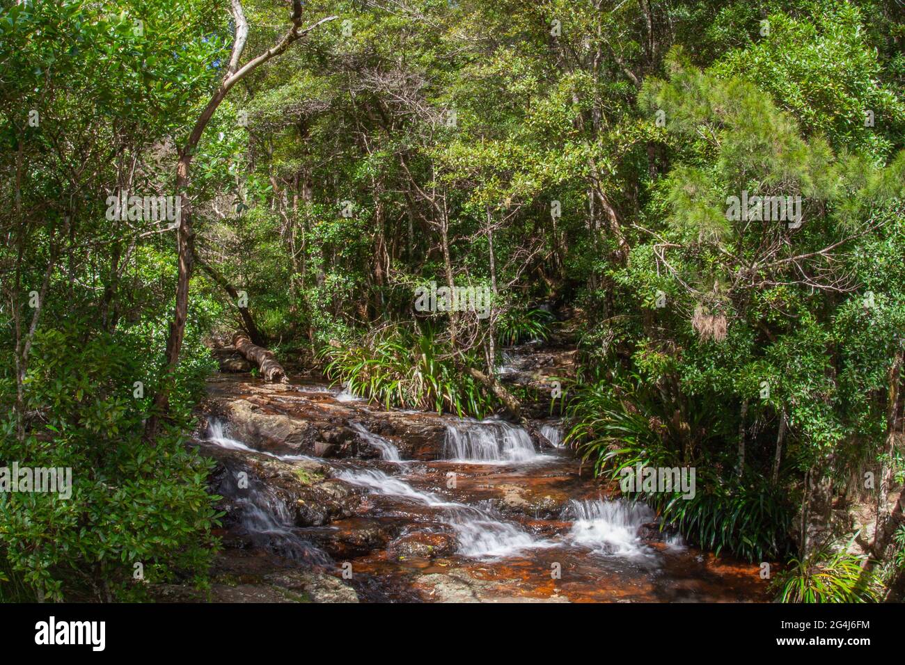 Cascading water, Twin Falls Circuit, Springbrook National Park Stock ...