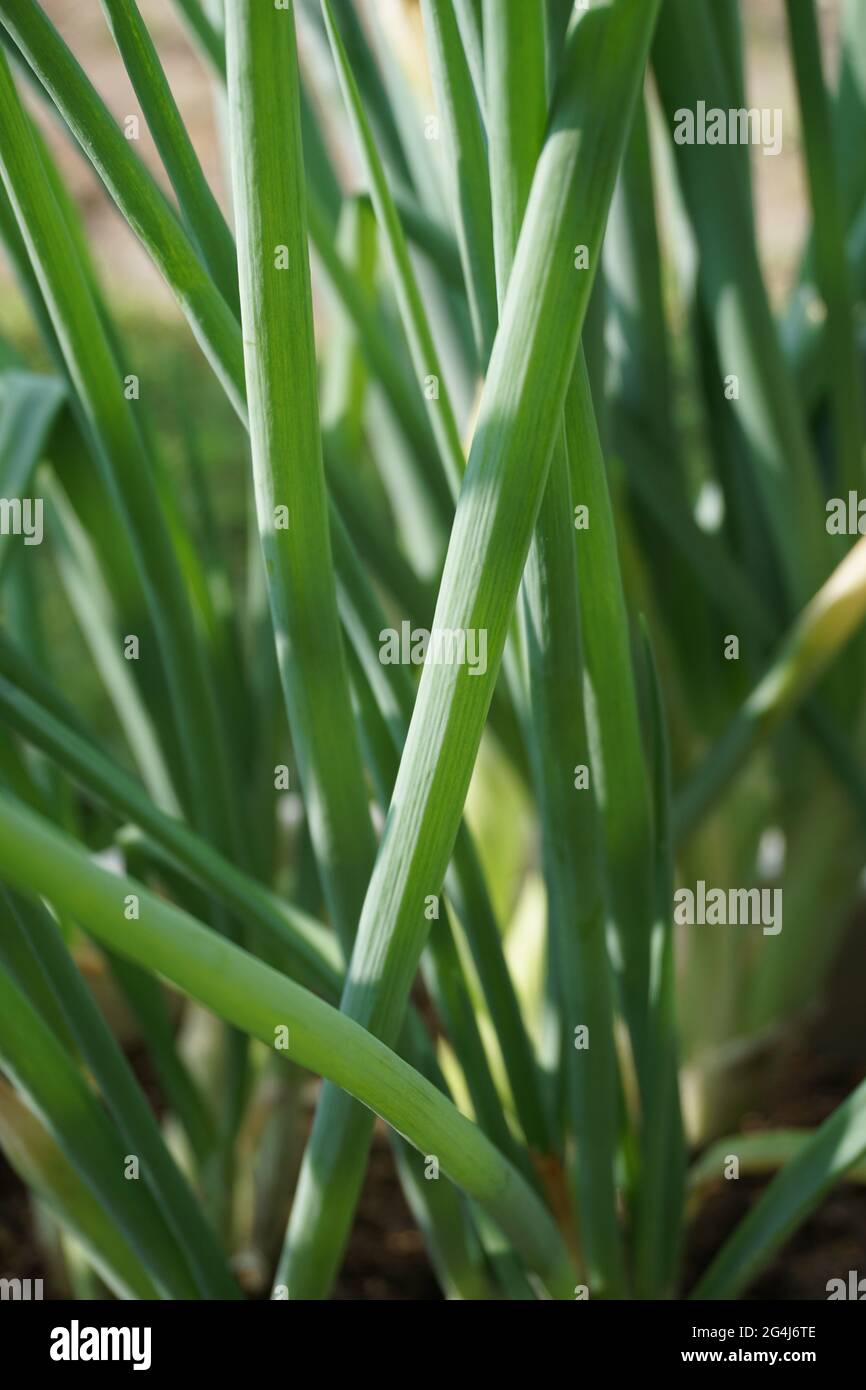 Green spring onion with a natural background. Indonesian call it bawang ...