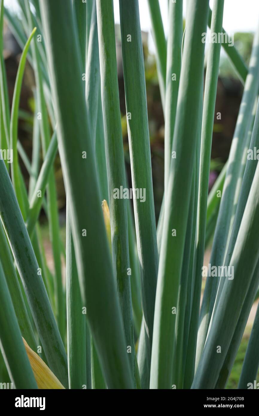 Green spring onion with a natural background. Indonesian call it bawang ...
