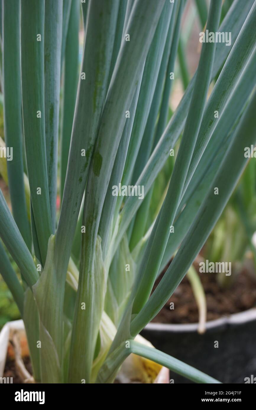 Green spring onion with a natural background. Indonesian call it bawang ...