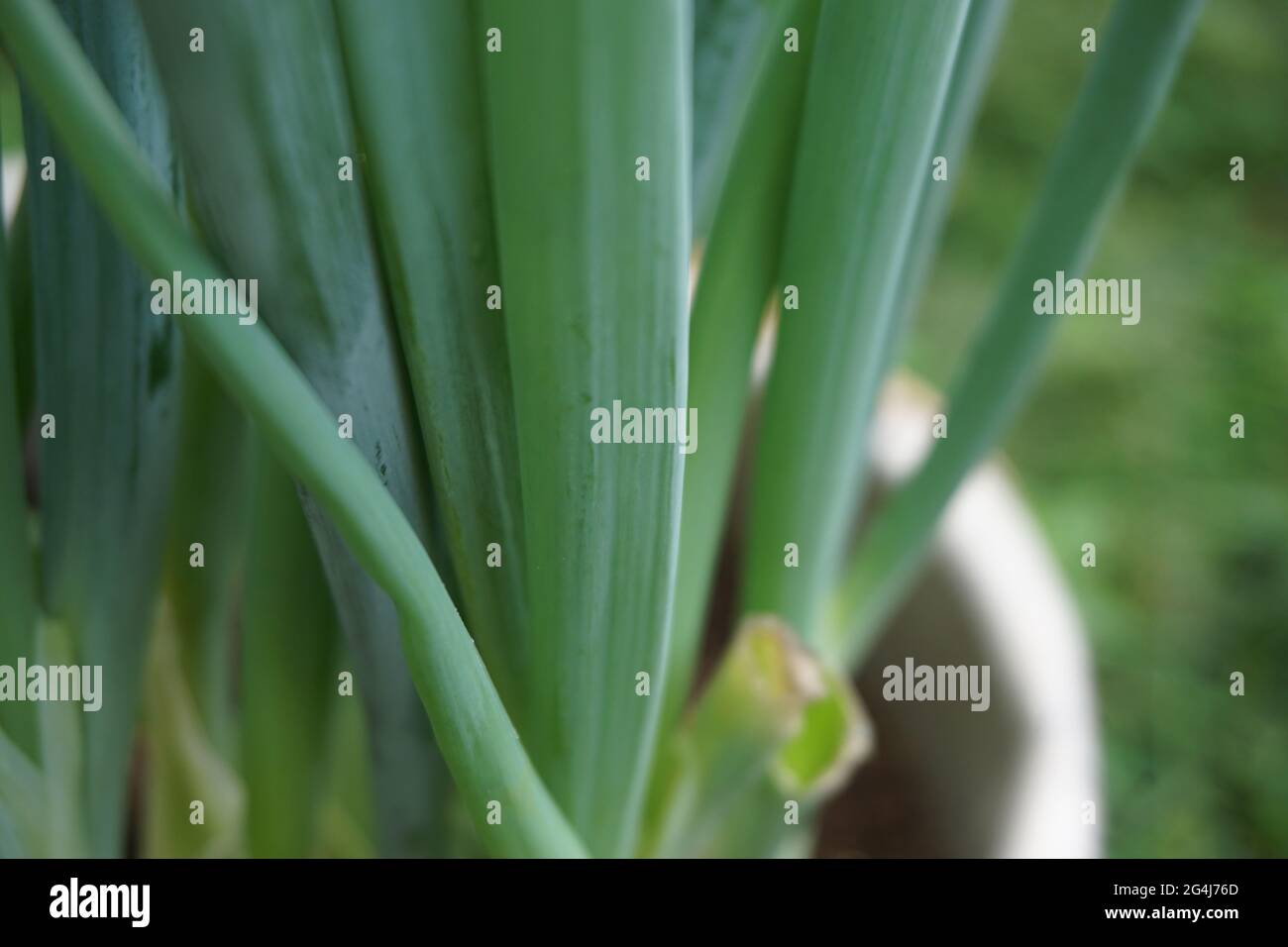 Green spring onion with a natural background. Indonesian call it bawang ...