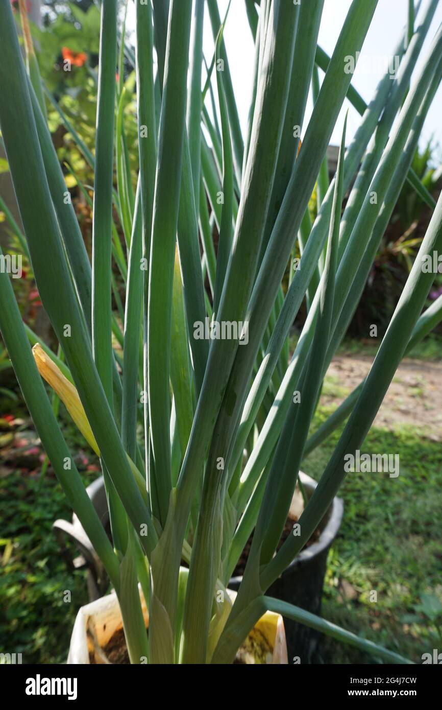 Bawang prei hi-res stock photography and images - Alamy