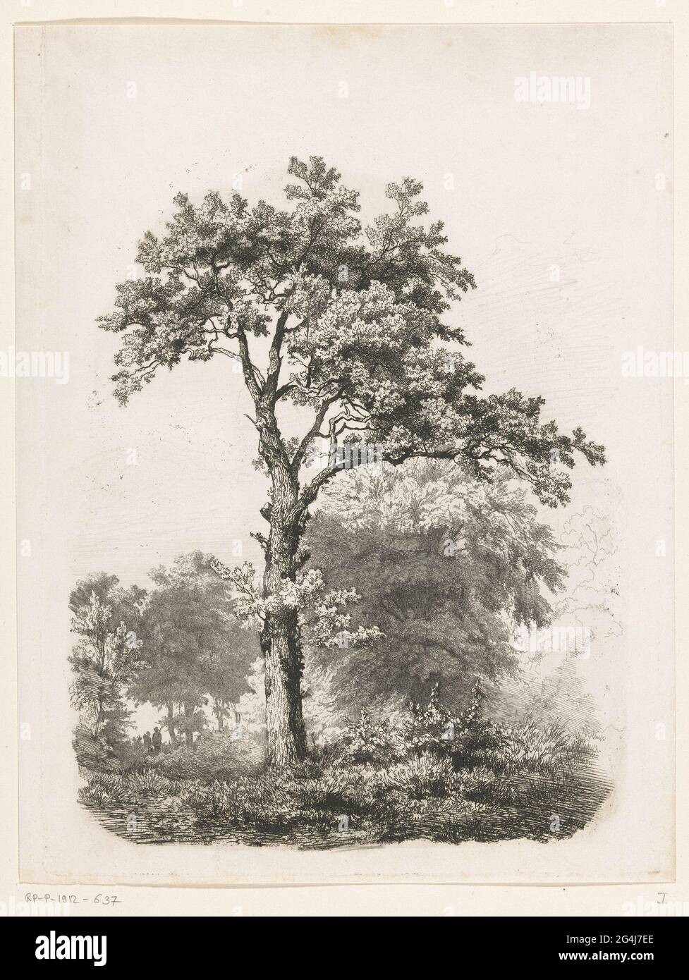 Freestanding deciduous tree in landscape; Five etching tests Stock ...