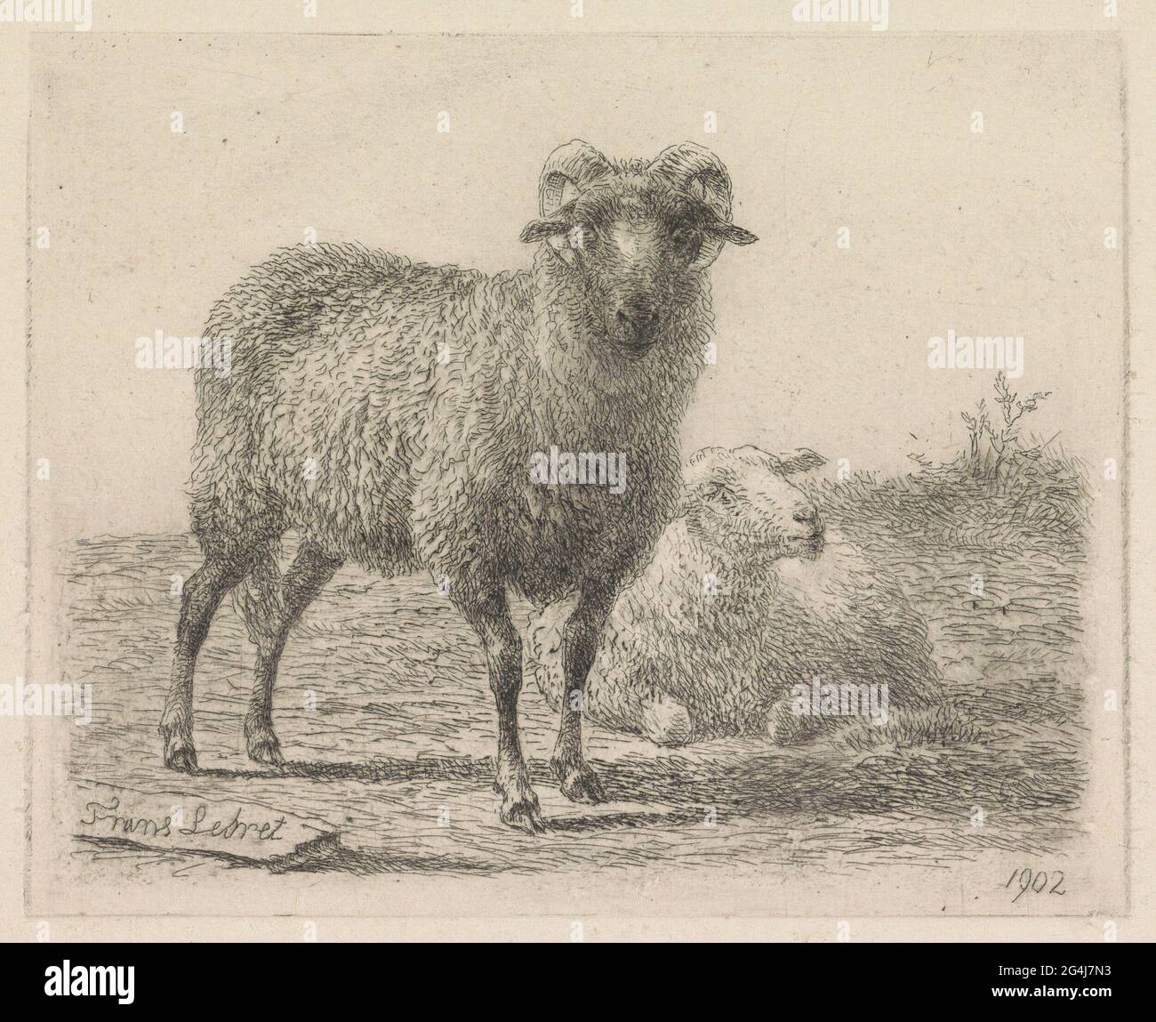 Ram and sheep. Standing ram and a landscape sheep Stock Photo - Alamy