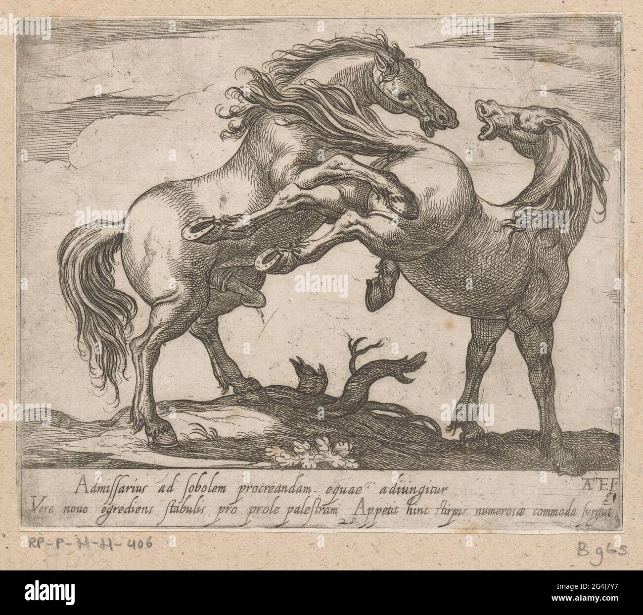Engraved animal comparison hi-res stock photography and images - Alamy