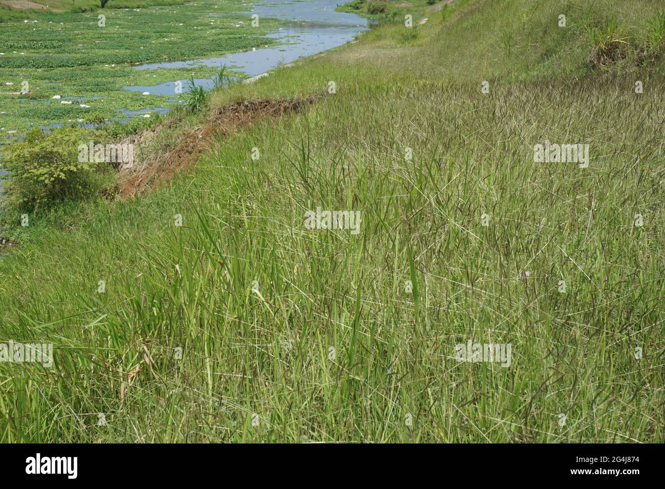 Cogon Grass High Resolution Stock Photography and Images - Alamy
