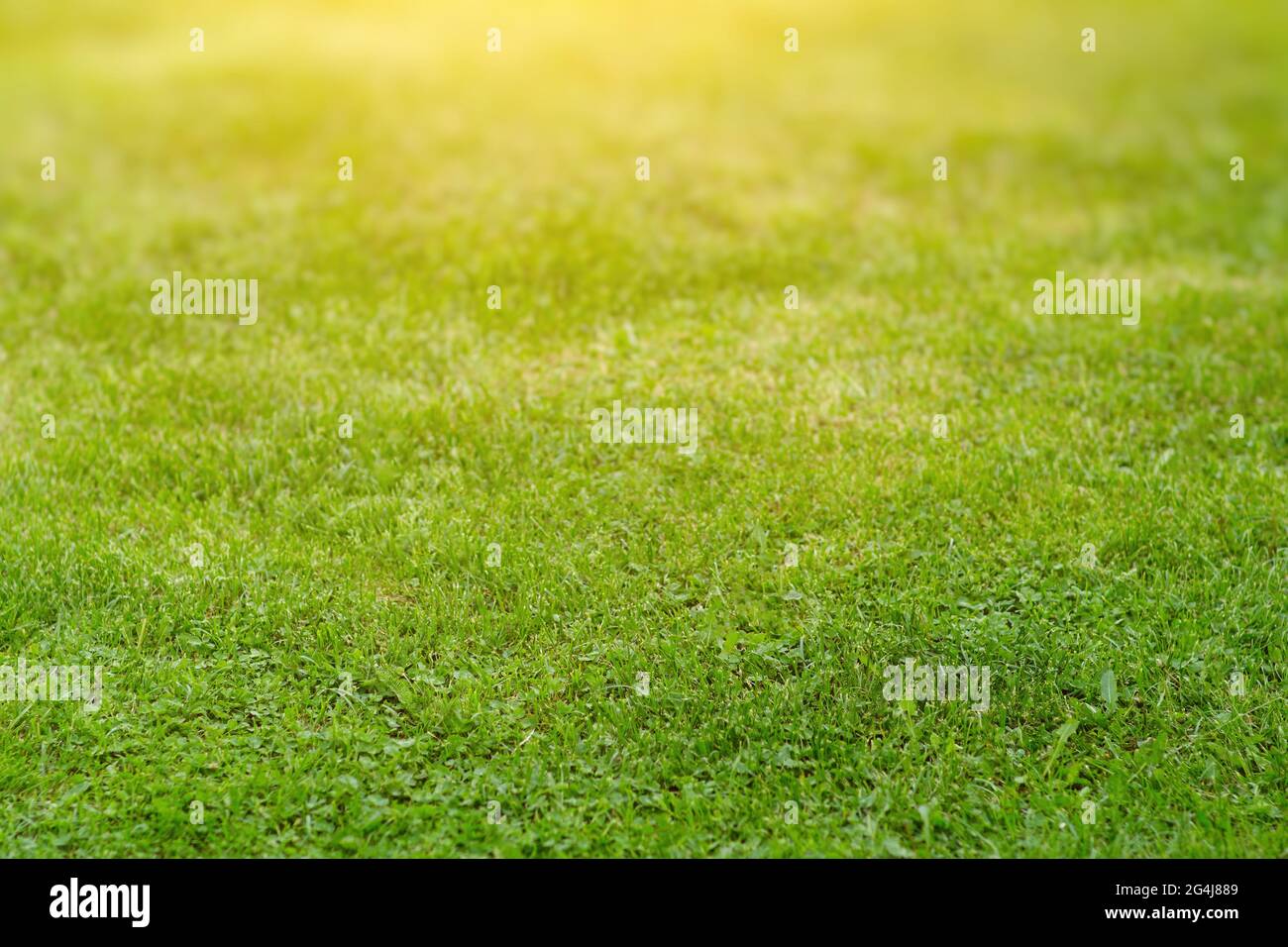 Green grass plain in the sun Stock Photo - Alamy