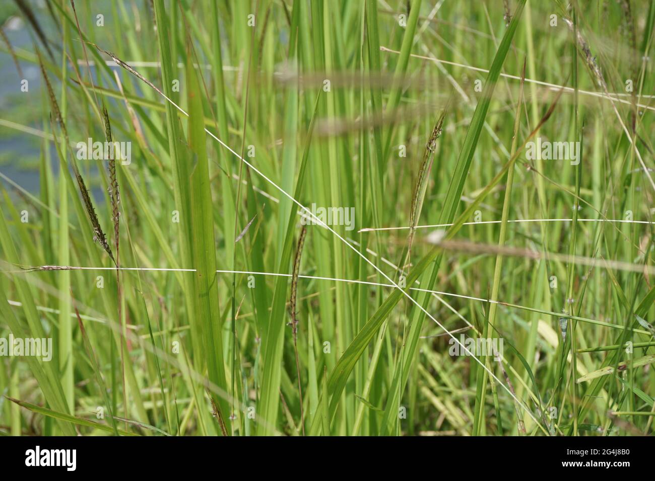 Eri background hi-res stock photography and images - Alamy