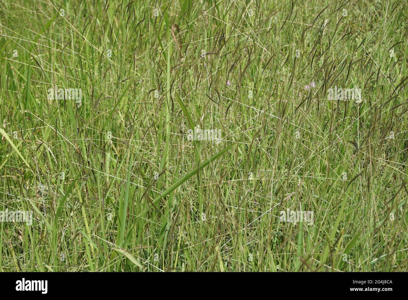 Kunai Grass High Resolution Stock Photography and Images - Alamy