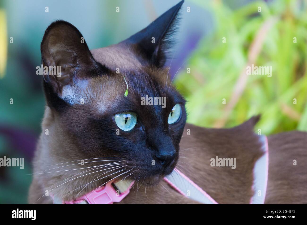 Tonkinese Cats with beautiful blue and turquoise eyes Stock Photo - Alamy
