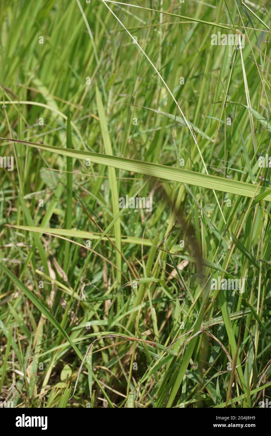 Kunai grass hi-res stock photography and images - Alamy