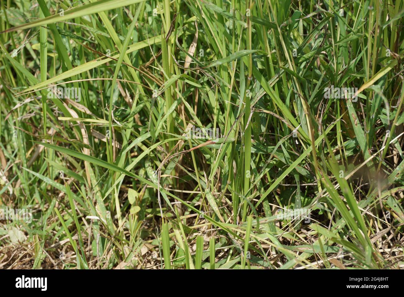 Cogon grass hi-res stock photography and images - Alamy