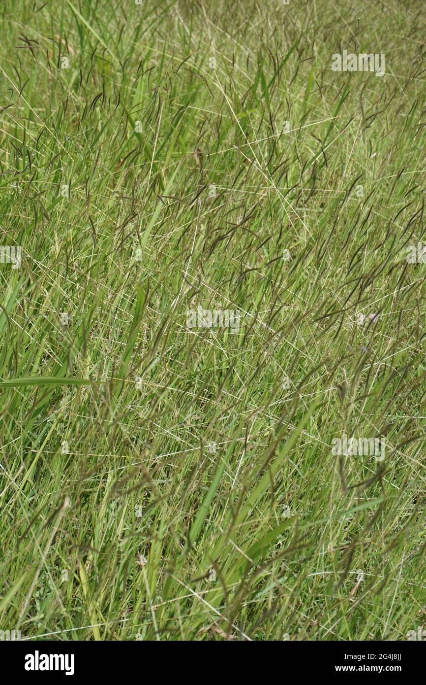 Cogon grass with a natural background Stock Photo - Alamy