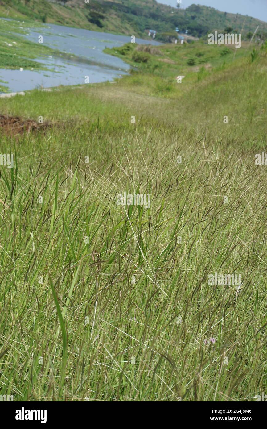 Cogon grass with a natural background Stock Photo - Alamy