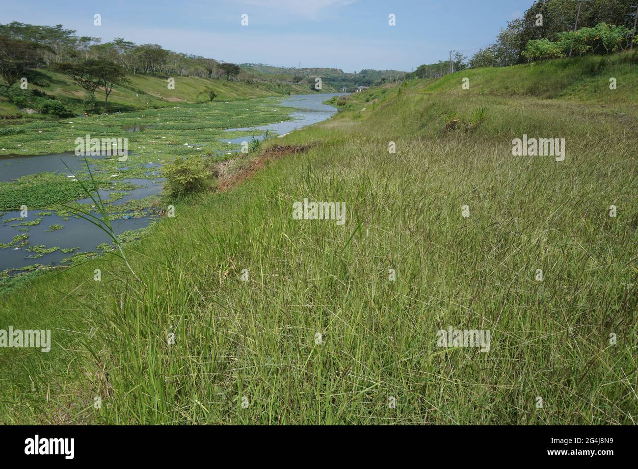 Cogon grass hi-res stock photography and images - Alamy