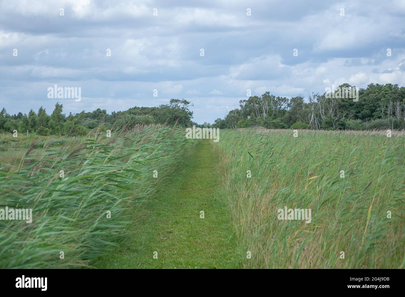 Landscape wicken fen with grass Stock Photo - Alamy