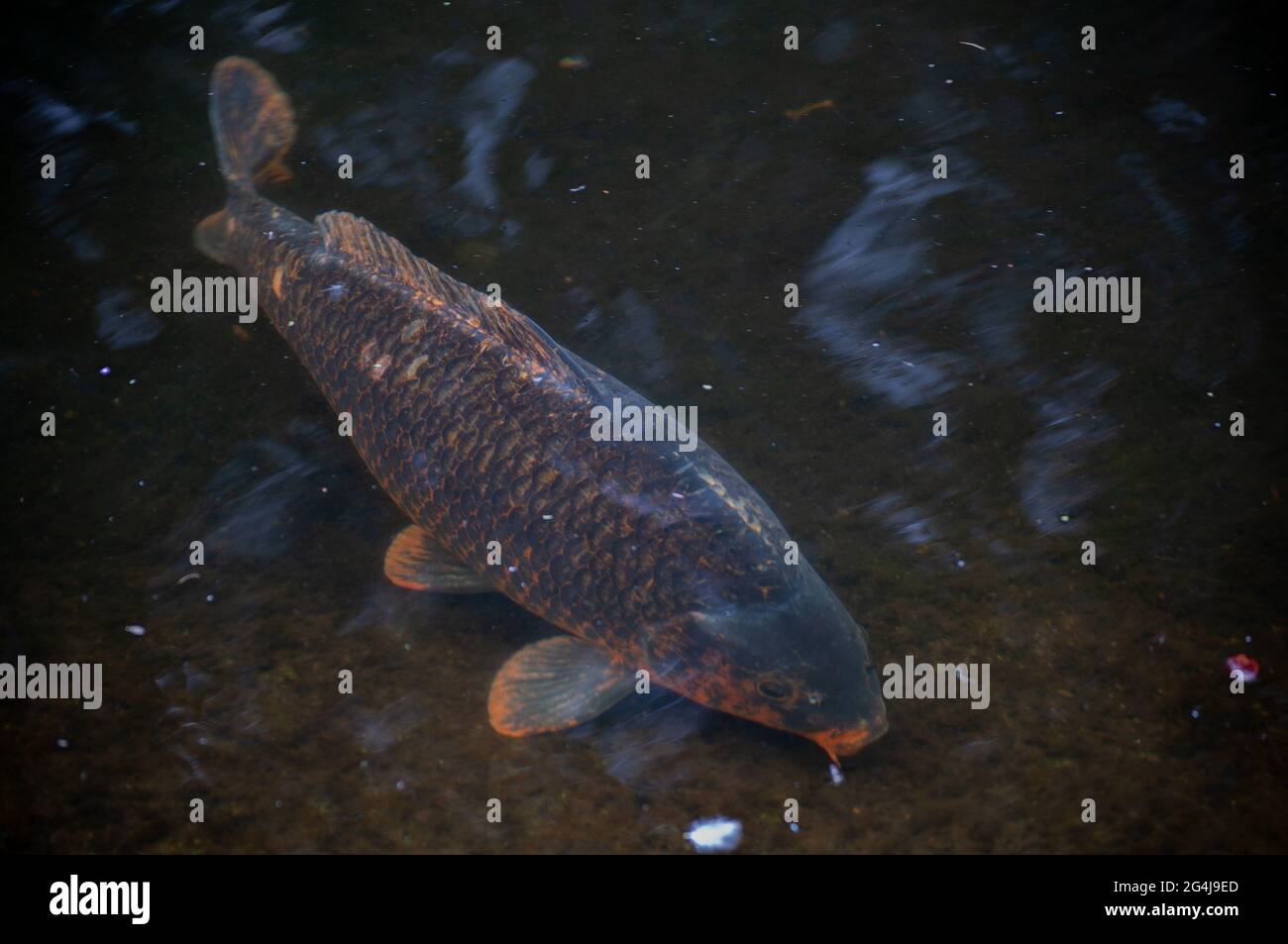 Common carp in a river (Cyprinus carpio Stock Photo - Alamy