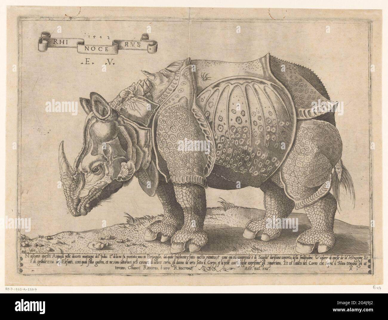 Rhino; Rhinocerus. A rhino, standing and left turned. Various text in ...