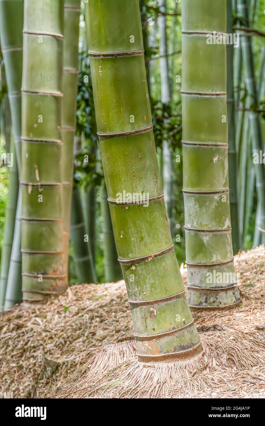 High Bamboo