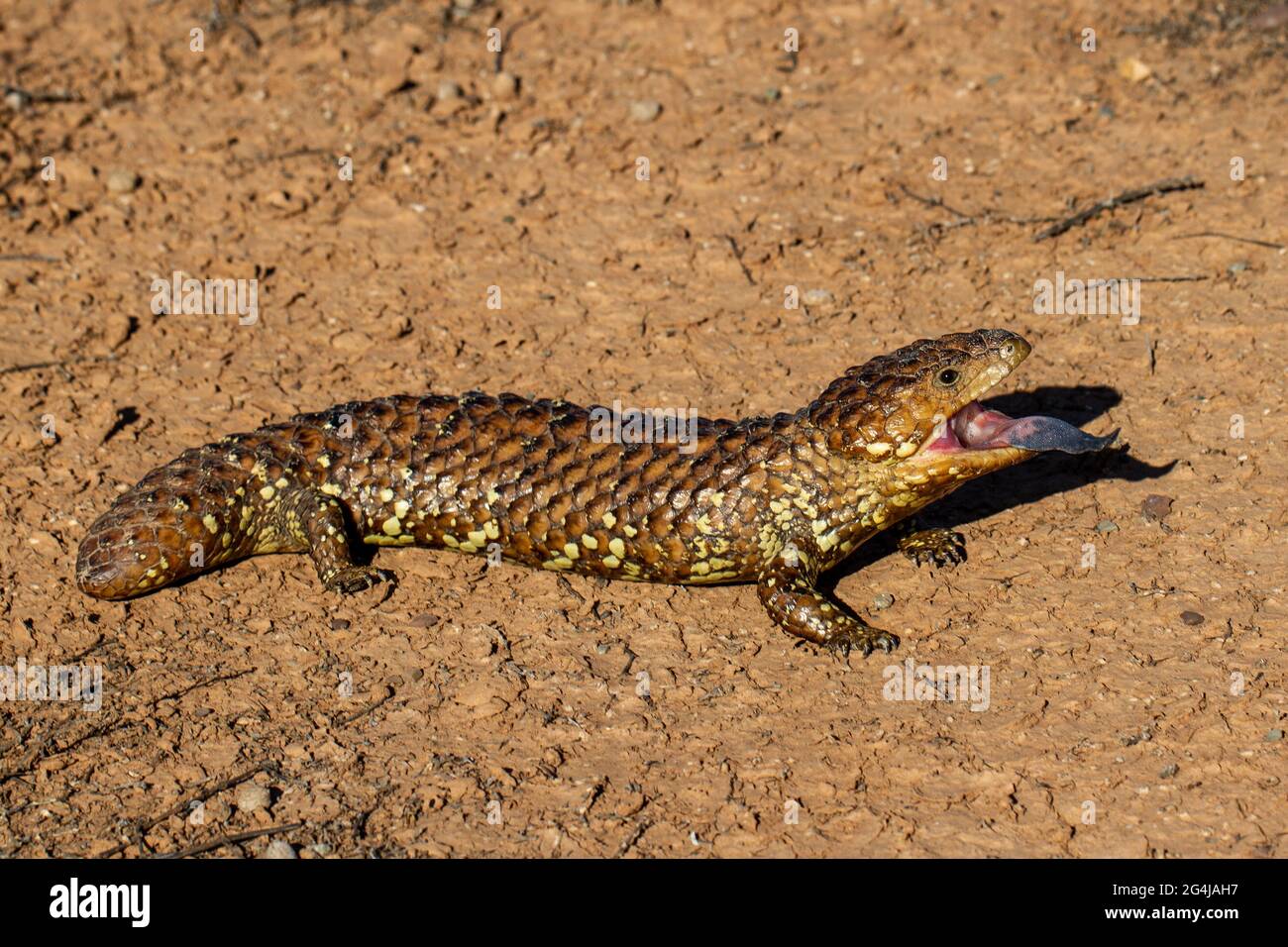 Shingle-back Lizard with mouth open Stock Photo - Alamy